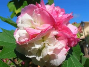 hibiscus mutabilis 1 cuttings (mix color ) perennial 8 inch cutting unrooted