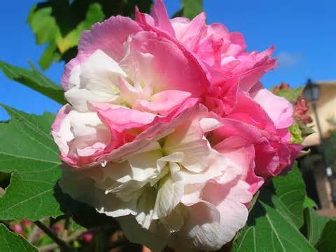 Hibiscus Mutabilis 1 Cuttings (Mix Color ) Perennial 8 Inch Cutting Unrooted