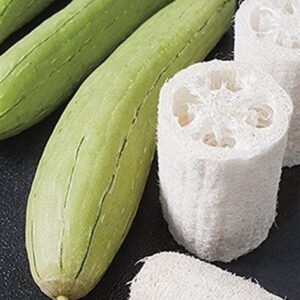 kitchenseeds (20) Asian Vegetable Edible Luffa Seeds , Long Smooth Sponge Gourd, Muop Huong