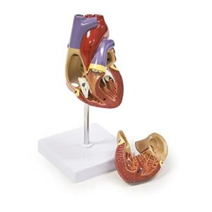 walter products b10405a human heart model, life size, 2 parts, 4.5 x 3 x 3 inches