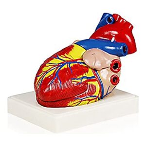 Walter Products B10405A Human Heart Model, Life Size, 2 Parts, 4.5 x 3 x 3 Inches