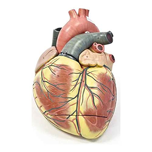 Walter Products B10405A Human Heart Model, Life Size, 2 Parts, 4.5 x 3 x 3 Inches