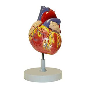 Walter Products B10405A Human Heart Model, Life Size, 2 Parts, 4.5 x 3 x 3 Inches