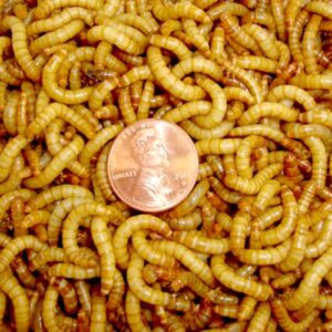 500ct mealworms live reptile, bird, fish food