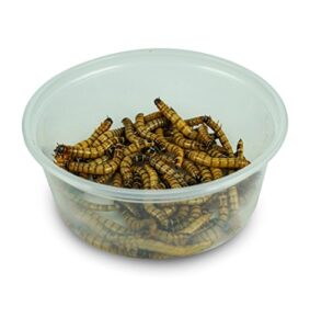 josh's frogs superworms (50 count)