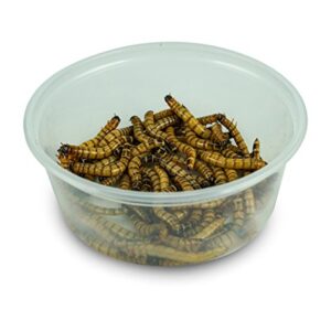 Josh's Frogs Superworms (50 Count)