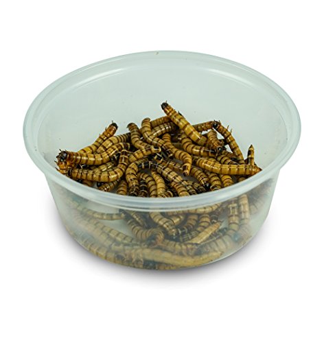 Josh's Frogs Superworms (50 Count)