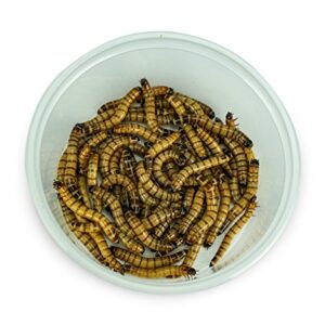 Josh's Frogs Superworms (50 Count)