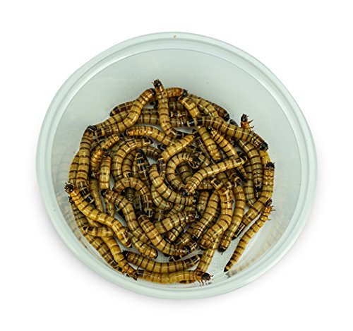 Josh's Frogs Superworms (50 Count)