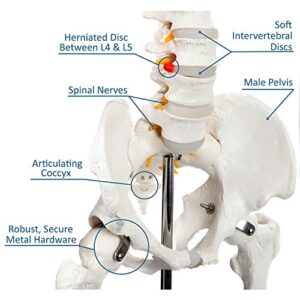 Anatomy Skeleton Model, Adult Human Anatomical Skeletal Model - Made for Students, Teachers, Medical Professionals - Includes Bone Anatomy Numbering Guide, Dust Cover & Stand - Made by Axis Scientific