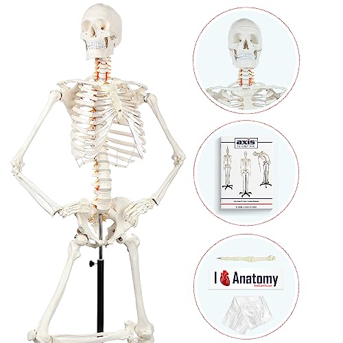 Anatomy Skeleton Model, Adult Human Anatomical Skeletal Model - Made for Students, Teachers, Medical Professionals - Includes Bone Anatomy Numbering Guide, Dust Cover & Stand - Made by Axis Scientific