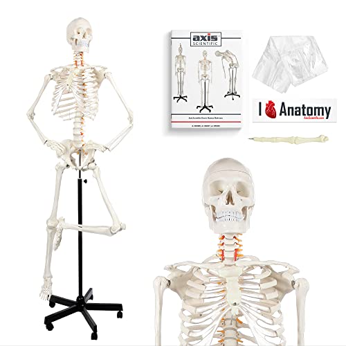 Anatomy Skeleton Model, Adult Human Anatomical Skeletal Model - Made for Students, Teachers, Medical Professionals - Includes Bone Anatomy Numbering Guide, Dust Cover & Stand - Made by Axis Scientific