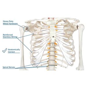 Anatomy Skeleton Model, Adult Human Anatomical Skeletal Model - Made for Students, Teachers, Medical Professionals - Includes Bone Anatomy Numbering Guide, Dust Cover & Stand - Made by Axis Scientific