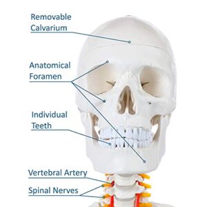 Anatomy Skeleton Model, Adult Human Anatomical Skeletal Model - Made for Students, Teachers, Medical Professionals - Includes Bone Anatomy Numbering Guide, Dust Cover & Stand - Made by Axis Scientific