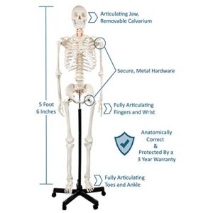 Anatomy Skeleton Model, Adult Human Anatomical Skeletal Model - Made for Students, Teachers, Medical Professionals - Includes Bone Anatomy Numbering Guide, Dust Cover & Stand - Made by Axis Scientific