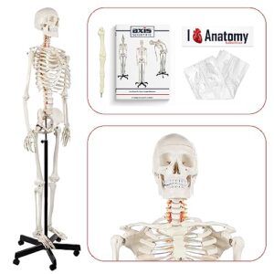 Anatomy Skeleton Model, Adult Human Anatomical Skeletal Model - Made for Students, Teachers, Medical Professionals - Includes Bone Anatomy Numbering Guide, Dust Cover & Stand - Made by Axis Scientific