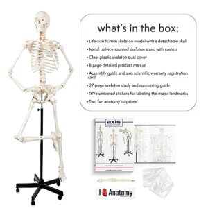 Anatomy Skeleton Model, Adult Human Anatomical Skeletal Model - Made for Students, Teachers, Medical Professionals - Includes Bone Anatomy Numbering Guide, Dust Cover & Stand - Made by Axis Scientific