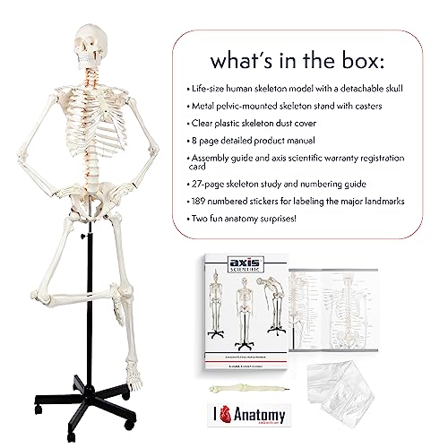 Anatomy Skeleton Model, Adult Human Anatomical Skeletal Model - Made for Students, Teachers, Medical Professionals - Includes Bone Anatomy Numbering Guide, Dust Cover & Stand - Made by Axis Scientific