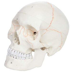 axis scientific numbered human skull model bundle, 3 part life size replica, removable calvarium (skull cap), mandible (jaw) and 55 numbered features, includes detailed study guide