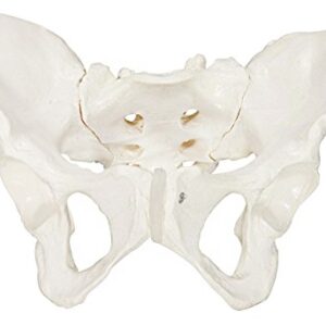 Axis Scientific Skeletal Model of The Female Pelvis | Cast from a Real Human Pelvis Skeleton | Life Size Model Shows Important Anatomy of The Pelvic Region | Includes Product Manual