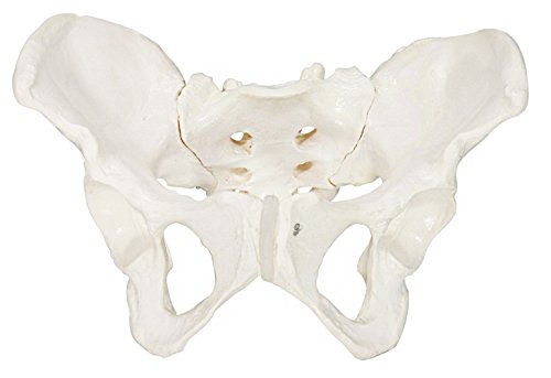 Axis Scientific Skeletal Model of The Female Pelvis | Cast from a Real Human Pelvis Skeleton | Life Size Model Shows Important Anatomy of The Pelvic Region | Includes Product Manual