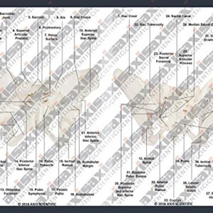 Axis Scientific Skeletal Model of The Female Pelvis | Cast from a Real Human Pelvis Skeleton | Life Size Model Shows Important Anatomy of The Pelvic Region | Includes Product Manual