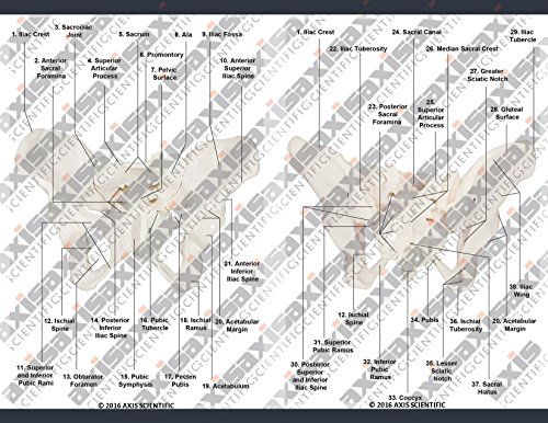 Axis Scientific Skeletal Model of The Female Pelvis | Cast from a Real Human Pelvis Skeleton | Life Size Model Shows Important Anatomy of The Pelvic Region | Includes Product Manual