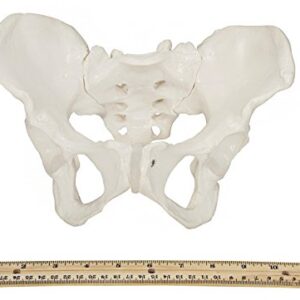 Axis Scientific Skeletal Model of The Female Pelvis | Cast from a Real Human Pelvis Skeleton | Life Size Model Shows Important Anatomy of The Pelvic Region | Includes Product Manual