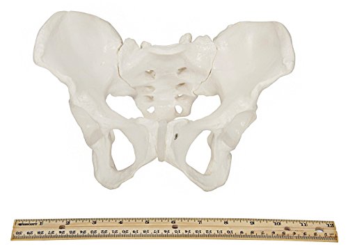 Axis Scientific Skeletal Model of The Female Pelvis | Cast from a Real Human Pelvis Skeleton | Life Size Model Shows Important Anatomy of The Pelvic Region | Includes Product Manual