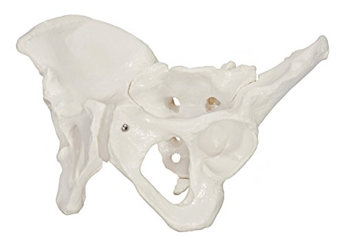 Axis Scientific Skeletal Model of The Female Pelvis | Cast from a Real Human Pelvis Skeleton | Life Size Model Shows Important Anatomy of The Pelvic Region | Includes Product Manual