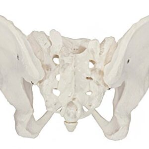 Axis Scientific Skeletal Model of The Female Pelvis | Cast from a Real Human Pelvis Skeleton | Life Size Model Shows Important Anatomy of The Pelvic Region | Includes Product Manual