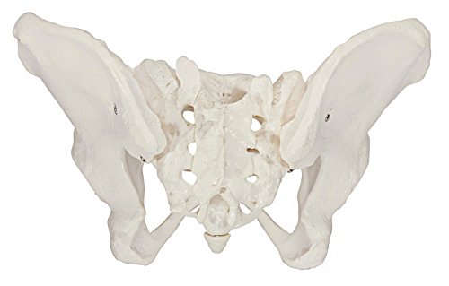 Axis Scientific Skeletal Model of The Female Pelvis | Cast from a Real Human Pelvis Skeleton | Life Size Model Shows Important Anatomy of The Pelvic Region | Includes Product Manual