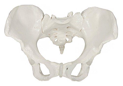 Axis Scientific Skeletal Model of The Female Pelvis | Cast from a Real Human Pelvis Skeleton | Life Size Model Shows Important Anatomy of The Pelvic Region | Includes Product Manual