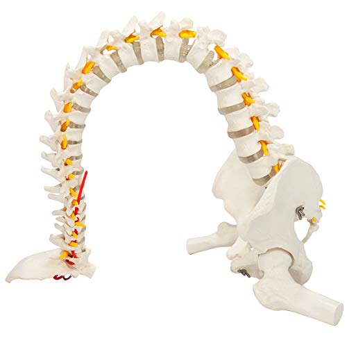 Axis Scientific Full Size Ultra Flexible Spine Model with Removable Femur Heads - Comprehensive Spine Anatomy Model with Nerves, Ideal for Chiropractic Practice and Medical Education