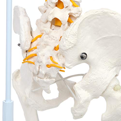 Axis Scientific Full Size Ultra Flexible Spine Model with Removable Femur Heads - Comprehensive Spine Anatomy Model with Nerves, Ideal for Chiropractic Practice and Medical Education