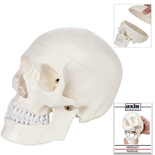 Axis Scientific Human Skull Model Life Size, 3-Part Medical Anatomical Skull Replica Includes Skull Cap with External and Interior Structures, Detailed Product Manual for Medical Students, Study