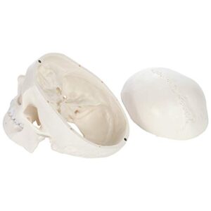 Axis Scientific Human Skull Model Life Size, 3-Part Medical Anatomical Skull Replica Includes Skull Cap with External and Interior Structures, Detailed Product Manual for Medical Students, Study