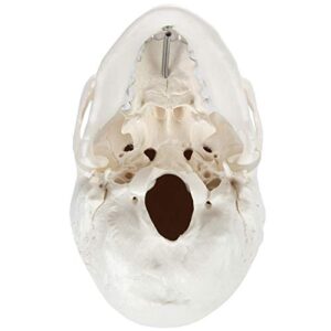 Axis Scientific Human Skull Model Life Size, 3-Part Medical Anatomical Skull Replica Includes Skull Cap with External and Interior Structures, Detailed Product Manual for Medical Students, Study