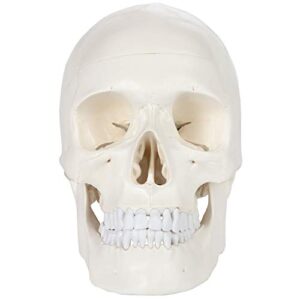 Axis Scientific Human Skull Model Life Size, 3-Part Medical Anatomical Skull Replica Includes Skull Cap with External and Interior Structures, Detailed Product Manual for Medical Students, Study