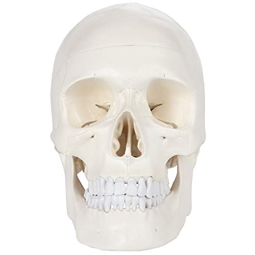 Axis Scientific Human Skull Model Life Size, 3-Part Medical Anatomical Skull Replica Includes Skull Cap with External and Interior Structures, Detailed Product Manual for Medical Students, Study