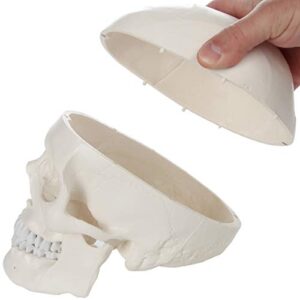 Axis Scientific Human Skull Model Life Size, 3-Part Medical Anatomical Skull Replica Includes Skull Cap with External and Interior Structures, Detailed Product Manual for Medical Students, Study