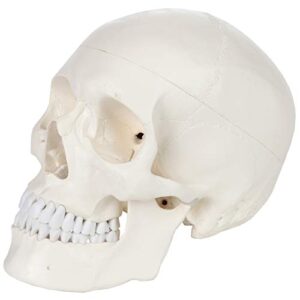 Axis Scientific Human Skull Model Life Size, 3-Part Medical Anatomical Skull Replica Includes Skull Cap with External and Interior Structures, Detailed Product Manual for Medical Students, Study