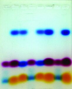 walter modern biology experimental kit: mbii24hs an introduction to electrophoresis