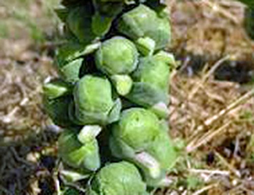 Brussel Sprouts Seed, Churchill, Heirloom, Non GMO, 25+ Seeds, Early Sprouting, COUNTRY CREEK ACRES