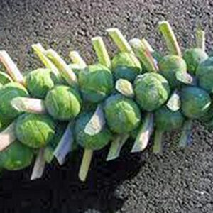 Brussel Sprouts Seed, Churchill, Heirloom, Non GMO, 25+ Seeds, Early Sprouting, COUNTRY CREEK ACRES