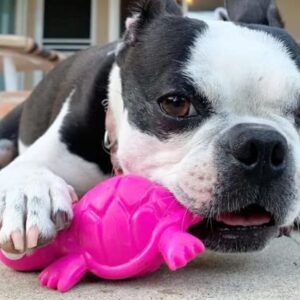 Cycle Dog Small Fuchsia 3-Play Turtle Dog Toy with Ecolast Recycled Material - Tough & Sustainable Chew Toy for Dogs & Puppies/Treat Dispenser/Floats Above Water/Indestructible for Aggressive Chewers