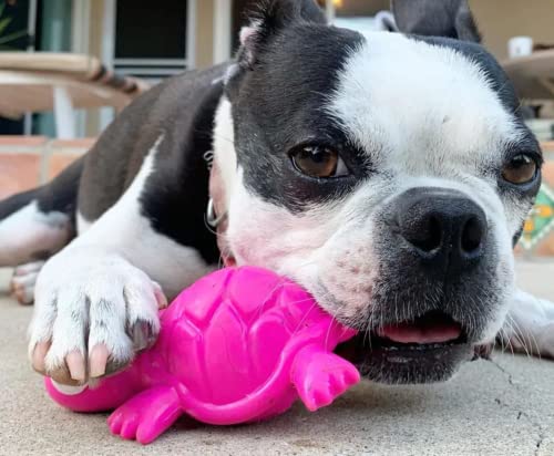 Cycle Dog Small Fuchsia 3-Play Turtle Dog Toy with Ecolast Recycled Material - Tough & Sustainable Chew Toy for Dogs & Puppies/Treat Dispenser/Floats Above Water/Indestructible for Aggressive Chewers