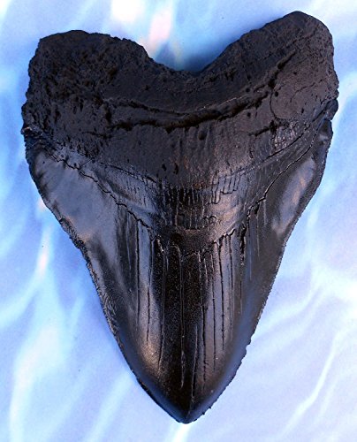 Massive 6-Inch Megalodon Shark Tooth, with serrations(Replica)