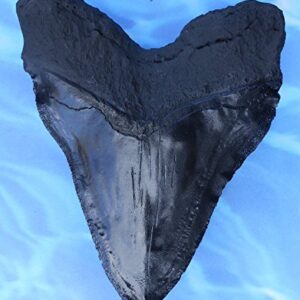 Massive 6-Inch Megalodon Shark Tooth, with serrations(Replica)