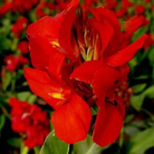 6 Canna Rhizomes / Bulbs / Roots - The President - Order for Spring Planting!